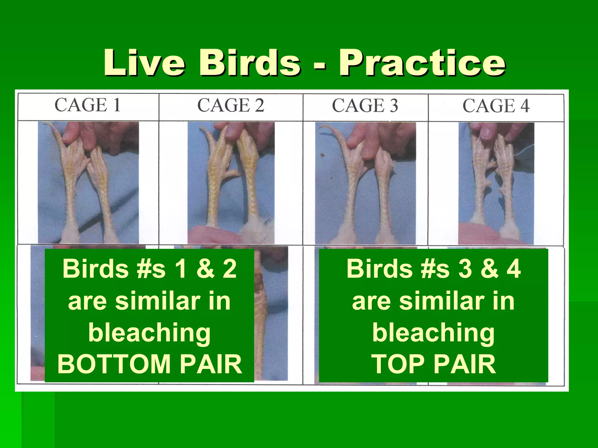 Judging of poultry | PDF