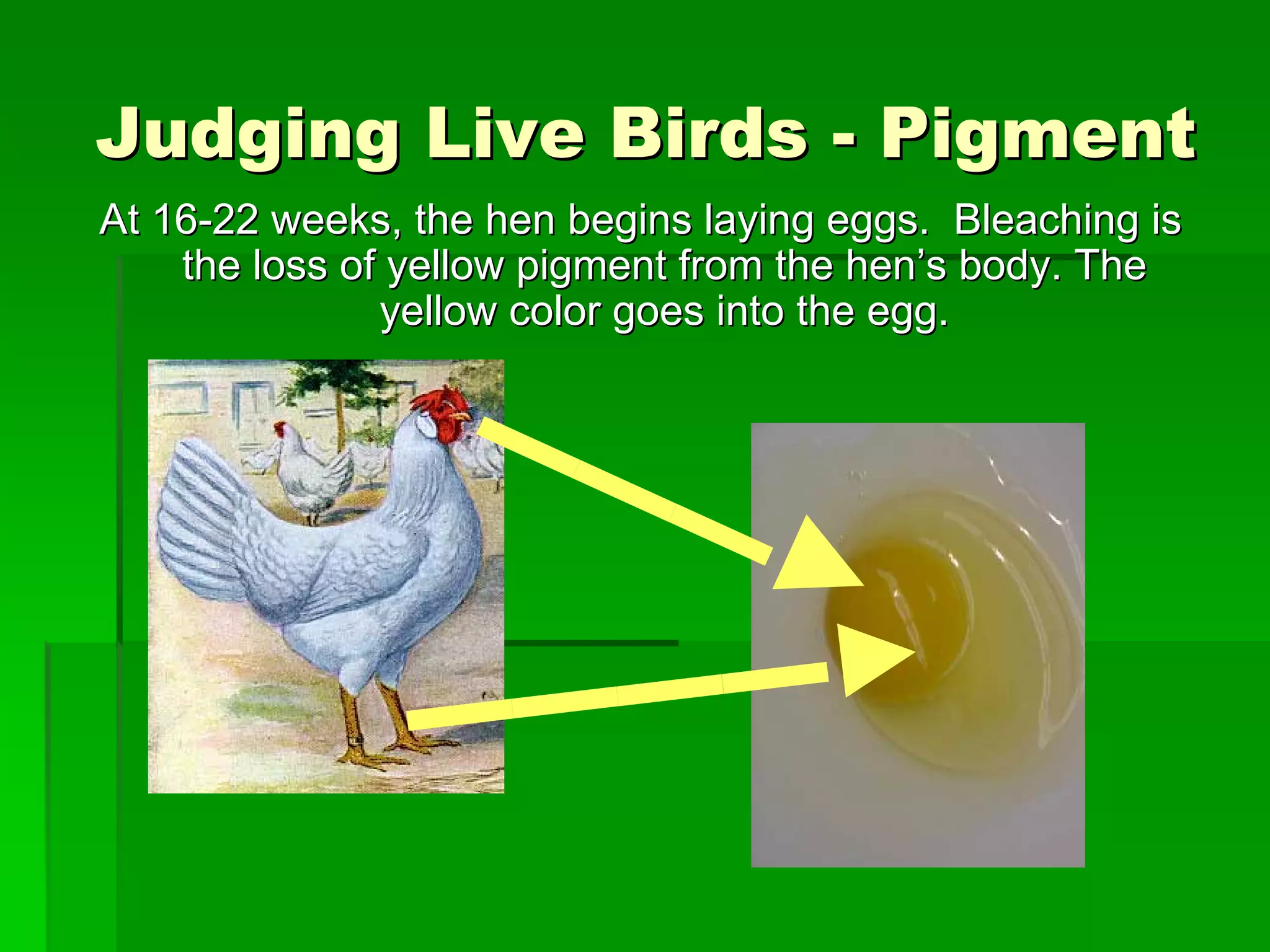 Judging of poultry | PDF