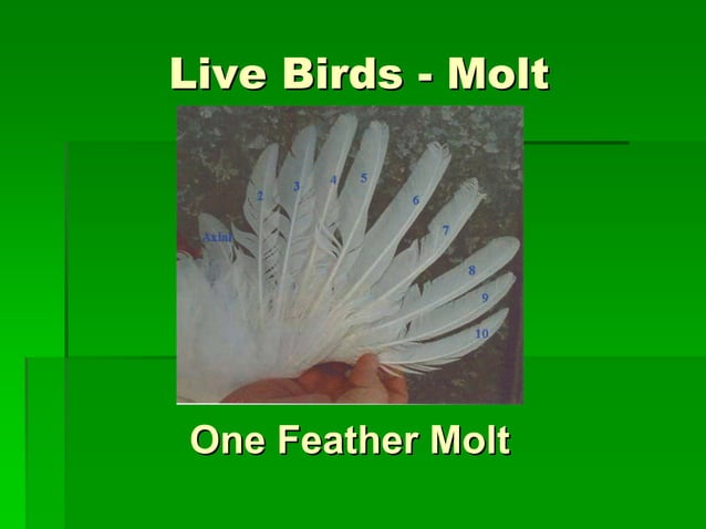 Judging of poultry | PDF