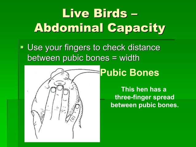 Judging of poultry | PDF