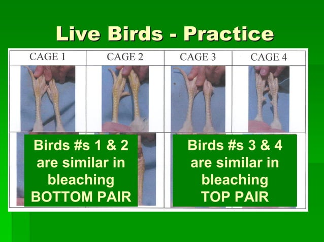 Judging of poultry | PDF