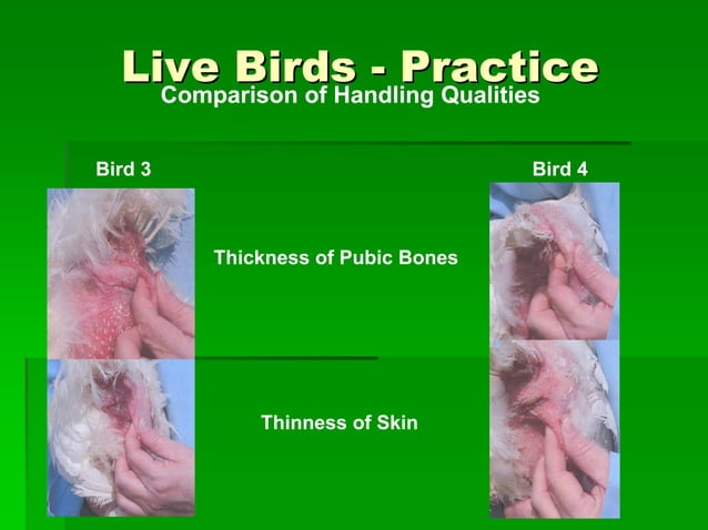 Judging of poultry | PDF