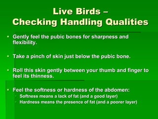 Judging of poultry | PPT