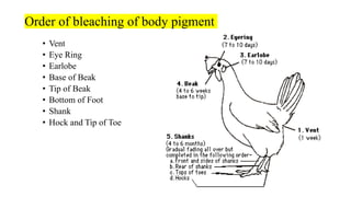 Judging & selection of breeder chicken.pptx