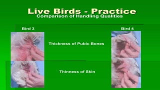 Judging & selection of breeder chicken.pptx