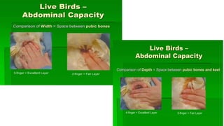 Judging & selection of breeder chicken.pptx