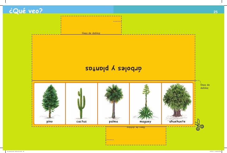 Ciclo de vida del ahuehuete - Imagui