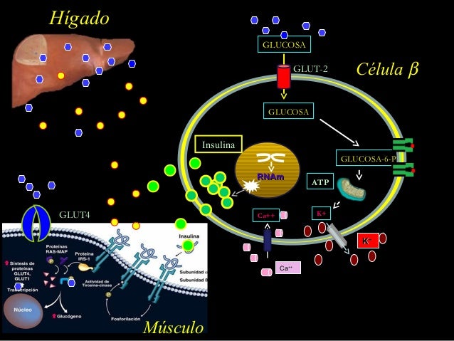 La función de la célula beta en familiares de primer grado de pacient…