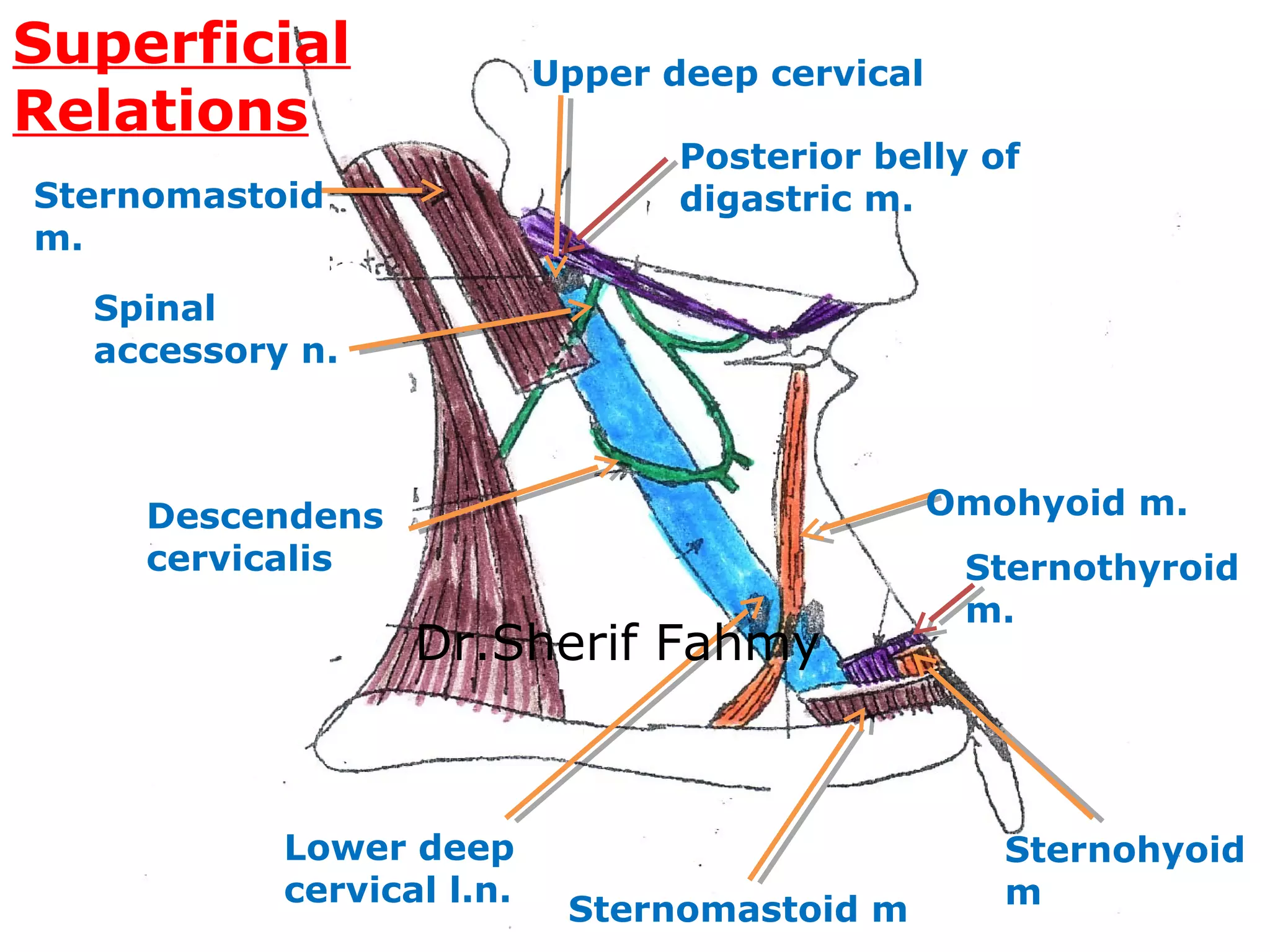 Jugular Veins, Sympathetic Chain & Cervical Plexus (Anatomy of the Neck ...