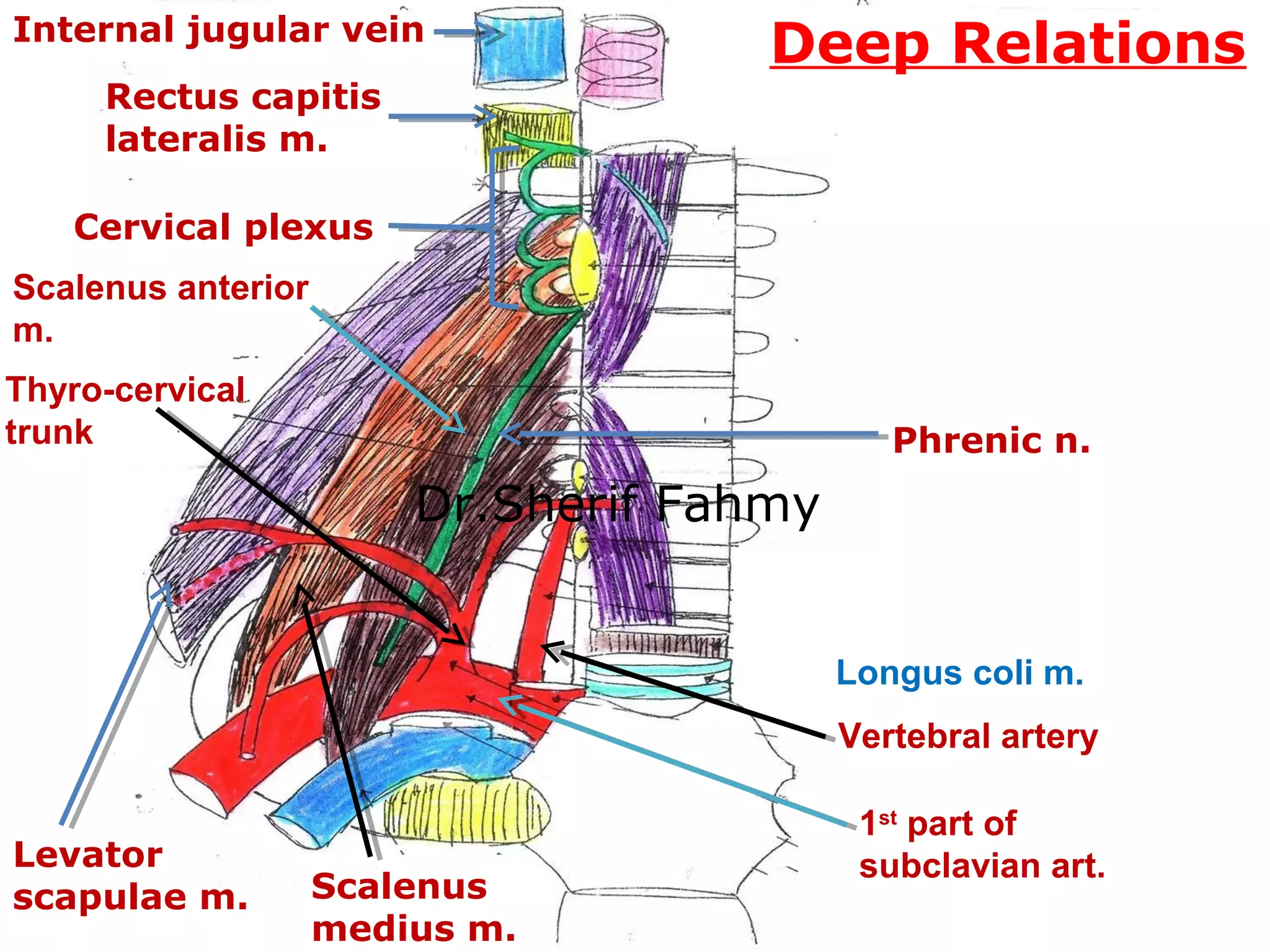 Jugular Veins, Sympathetic Chain & Cervical Plexus (Anatomy of the Neck ...