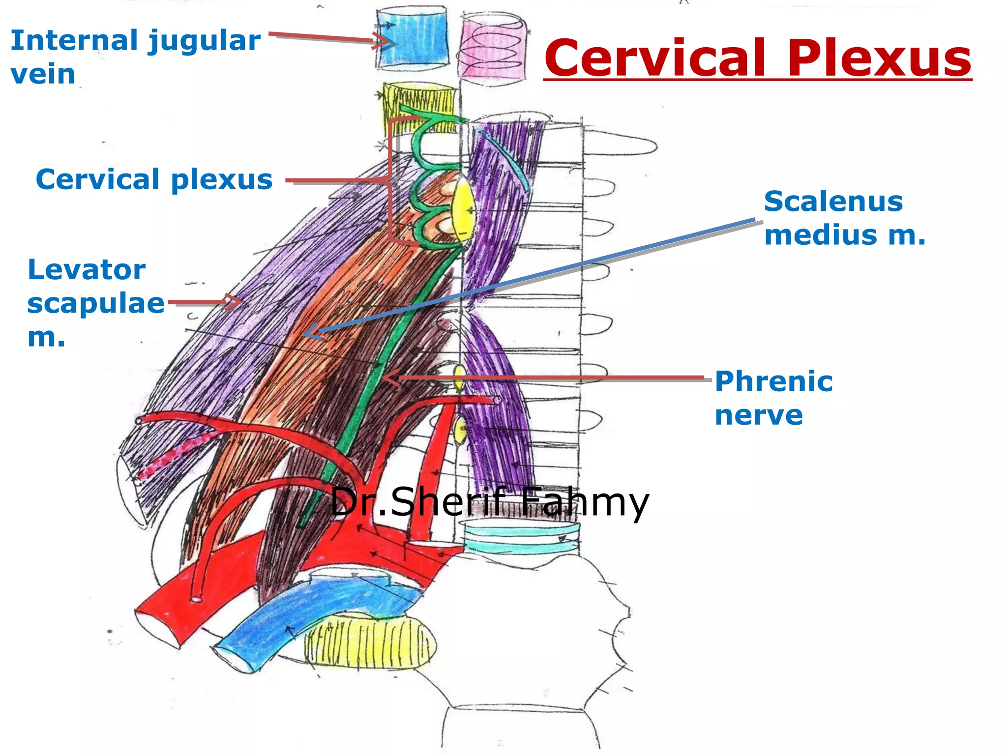 Jugular Veins, Sympathetic Chain & Cervical Plexus (Anatomy of the Neck ...