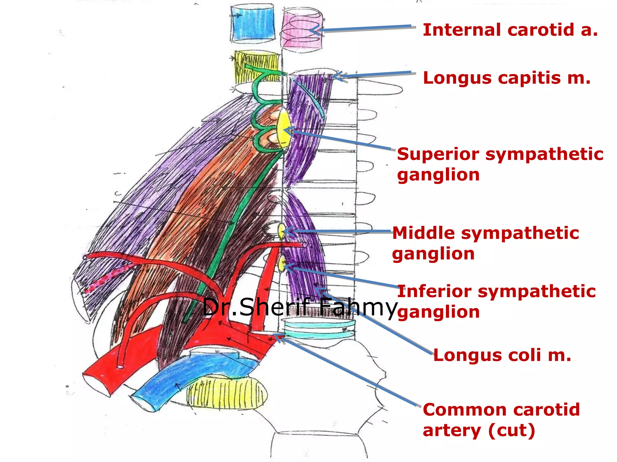 Jugular Veins, Sympathetic Chain & Cervical Plexus (Anatomy of the Neck ...