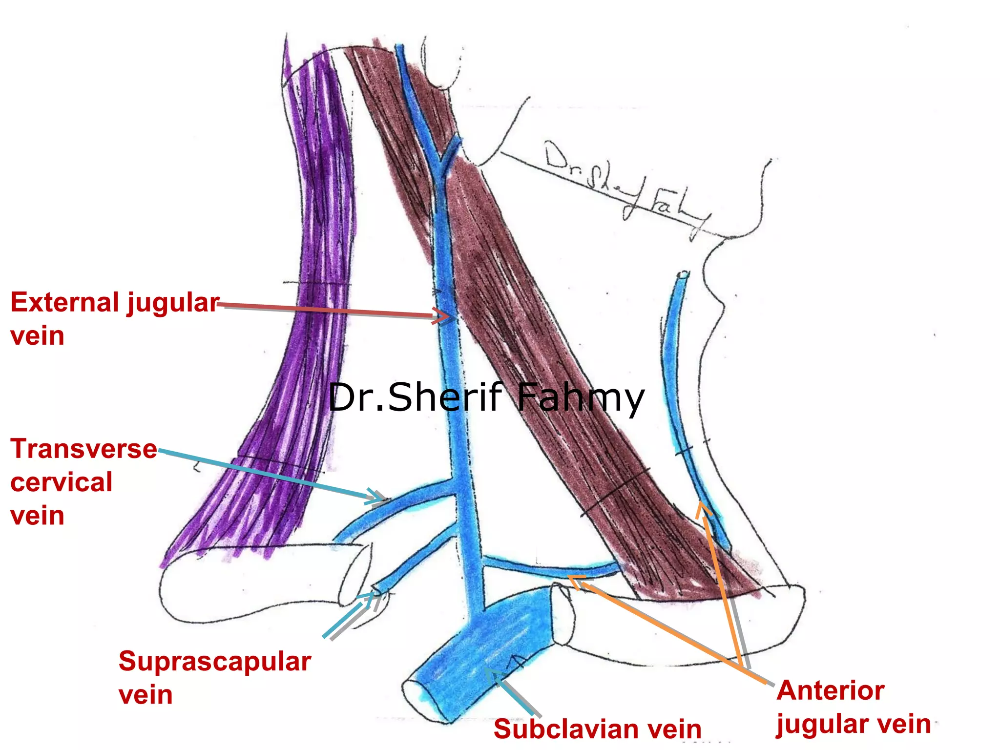 Jugular Veins, Sympathetic Chain & Cervical Plexus (Anatomy of the Neck ...