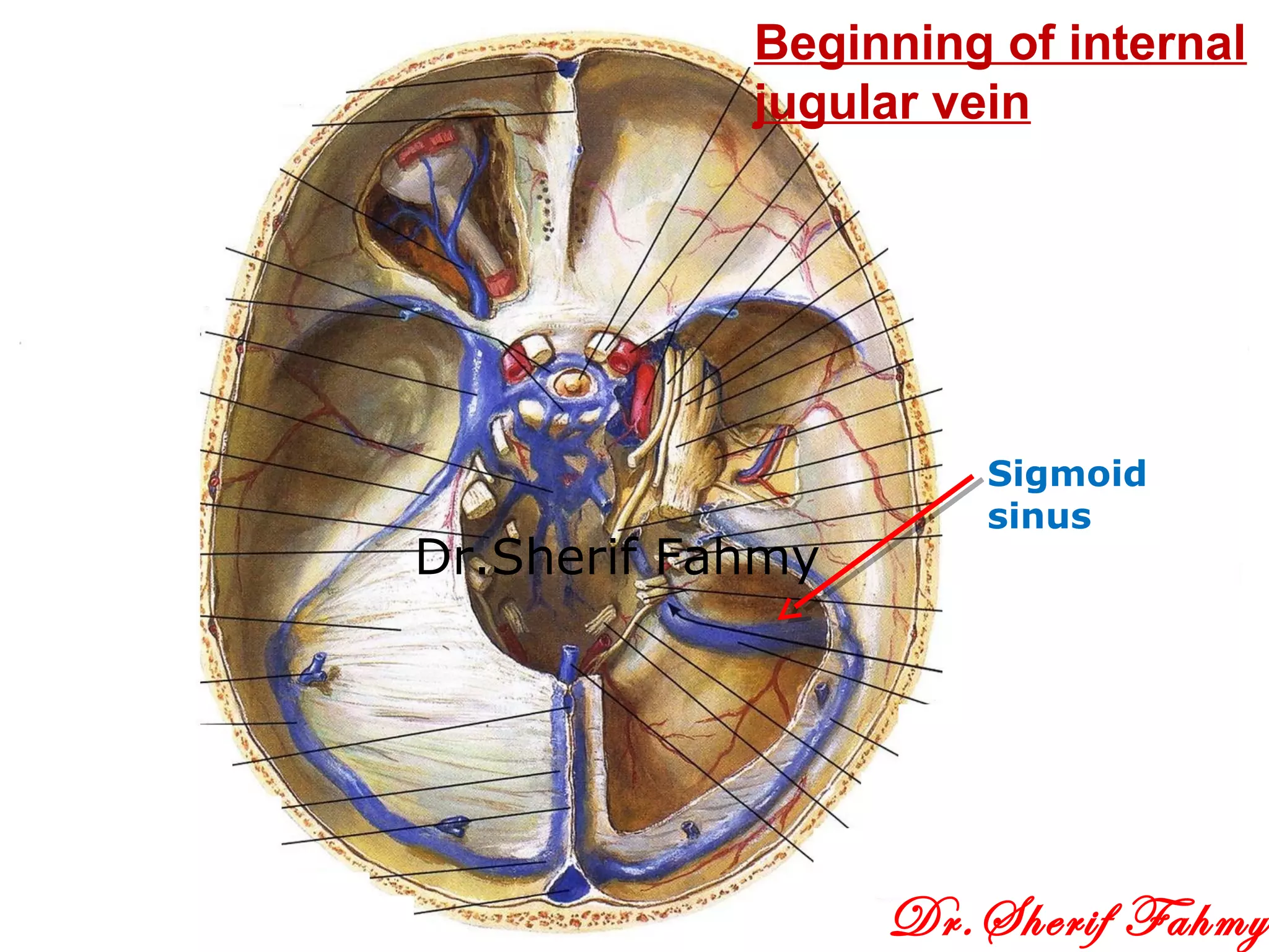 Jugular Veins, Sympathetic Chain & Cervical Plexus (Anatomy of the Neck ...