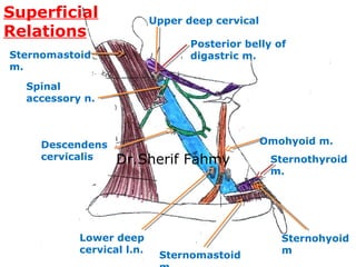 Jugular Veins, Sympathetic Chain & Cervical Plexus (Anatomy of the Neck ...