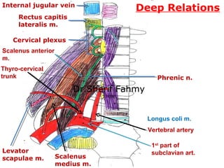 Jugular Veins, Sympathetic Chain & Cervical Plexus (Anatomy of the Neck ...