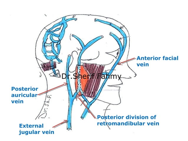 Jugular Veins, Sympathetic Chain & Cervical Plexus (Anatomy of the Neck ...