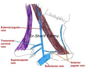 Jugular Veins, Sympathetic Chain & Cervical Plexus (Anatomy of the Neck ...
