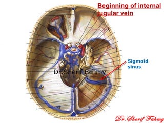 Jugular Veins, Sympathetic Chain & Cervical Plexus (Anatomy of the Neck ...