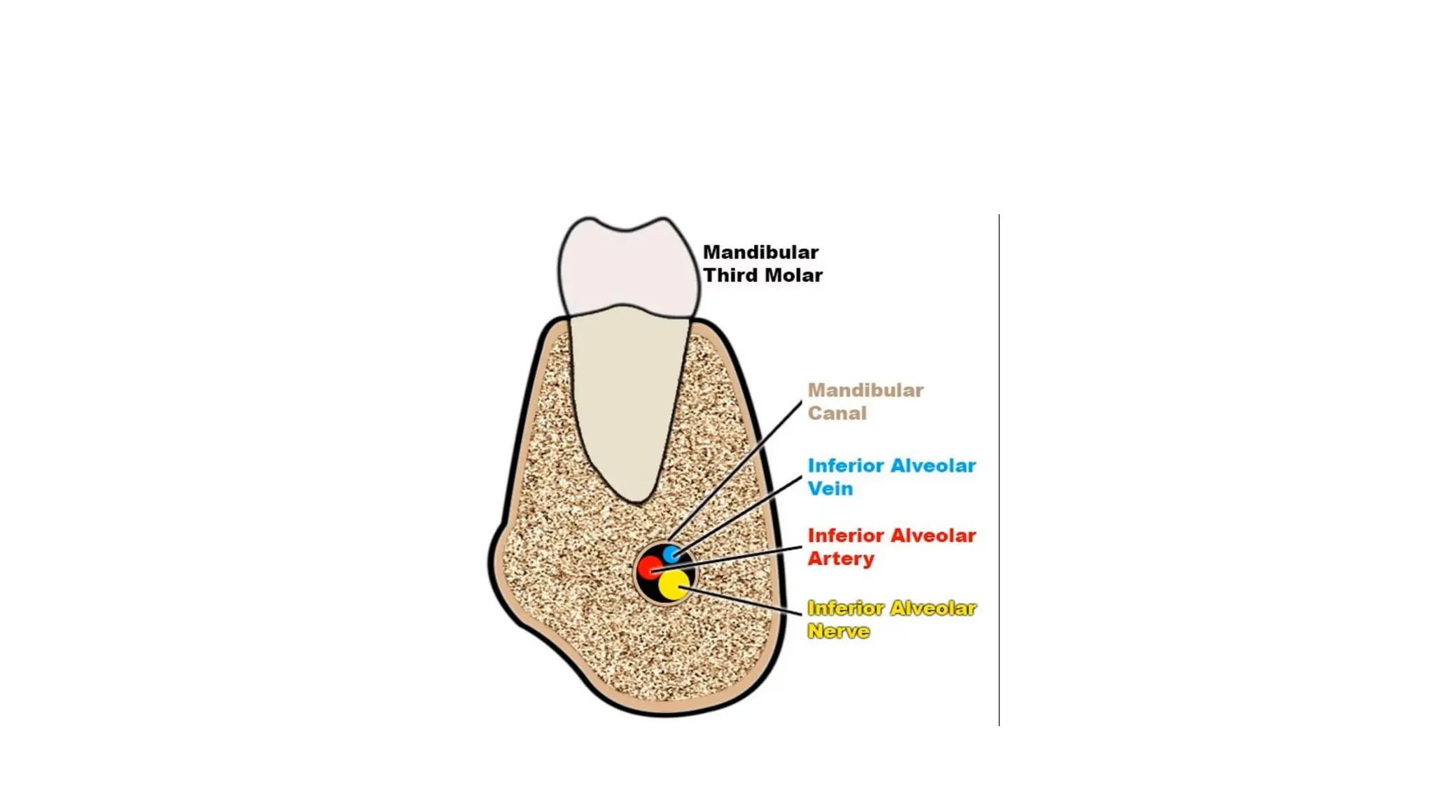 third molar surgery's in maxillofacial region | PPTX