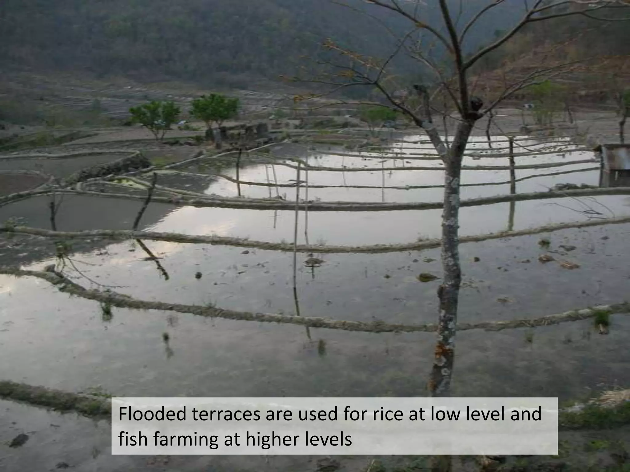 Juhm farming in nagaland1 | PPTX