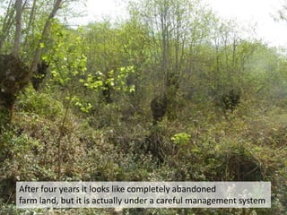 Juhm farming in nagaland1 | PPTX