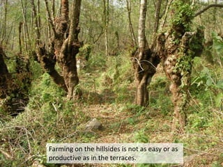 Juhm farming in nagaland1 | PPTX