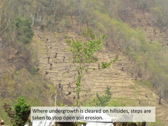 Juhm farming in nagaland1 | PPTX