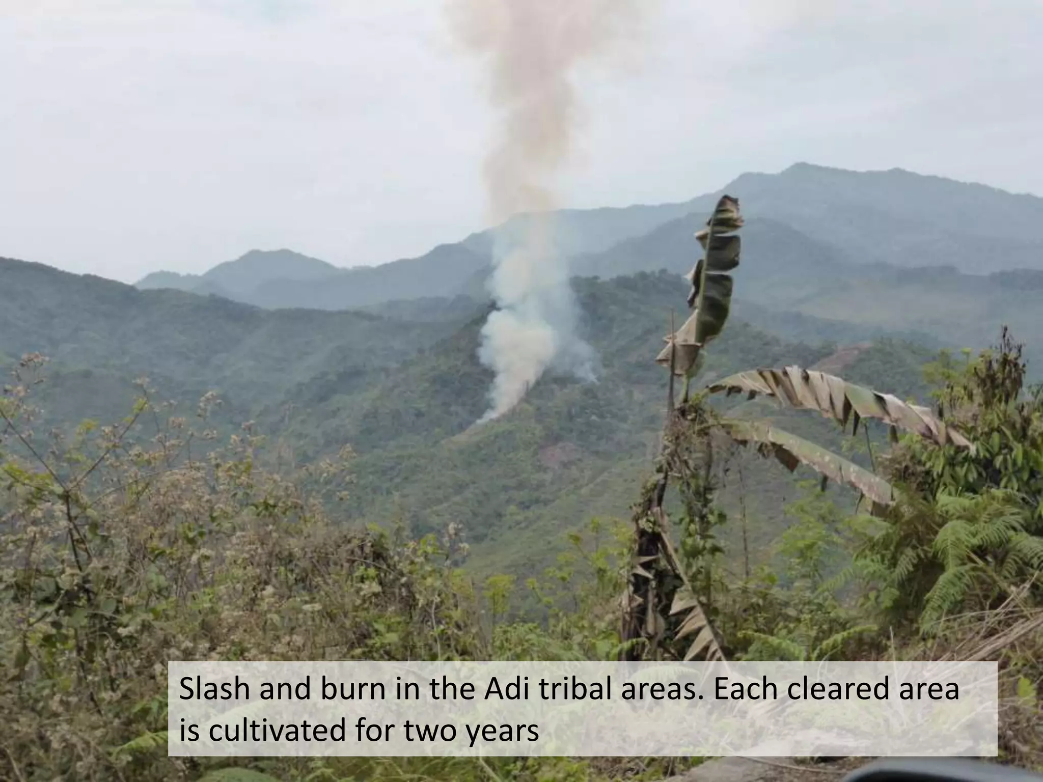 Juhm farming in north east india | PPTX | Asia Travel | Travel Locations