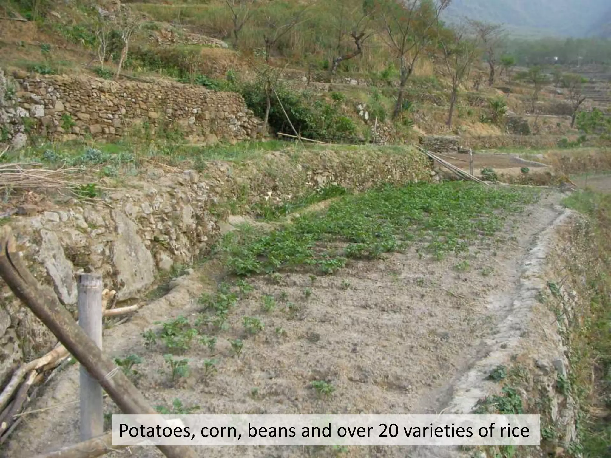 Juhm farming in north east india | PPTX | Asia Travel | Travel Locations