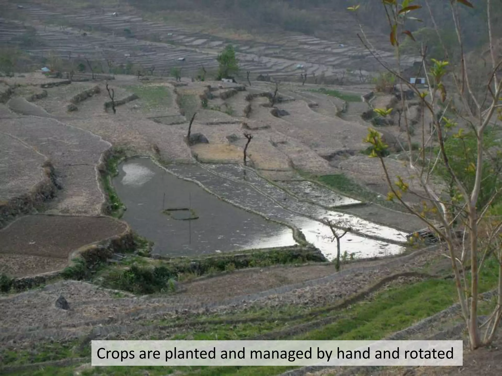 Juhm farming in north east india | PPT