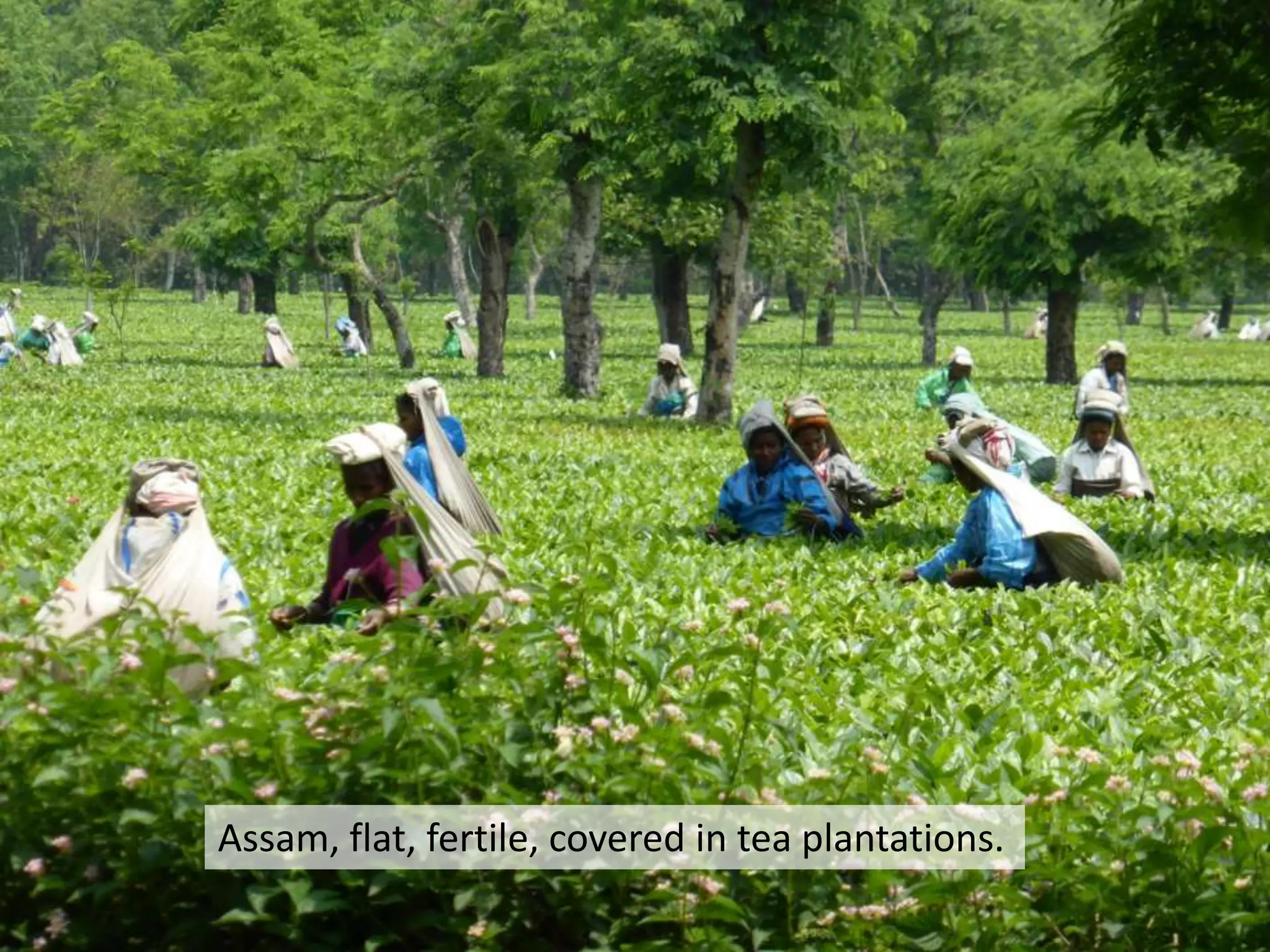 Juhm farming in north east india | PPT