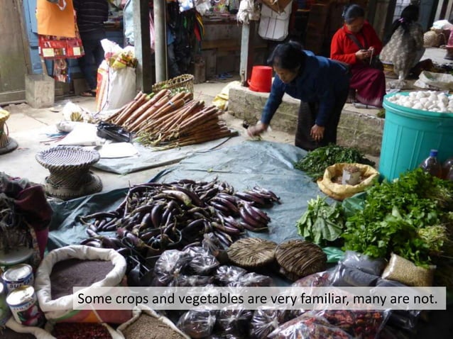 Juhm farming in north east india | PPTX | Asia Travel | Travel Locations