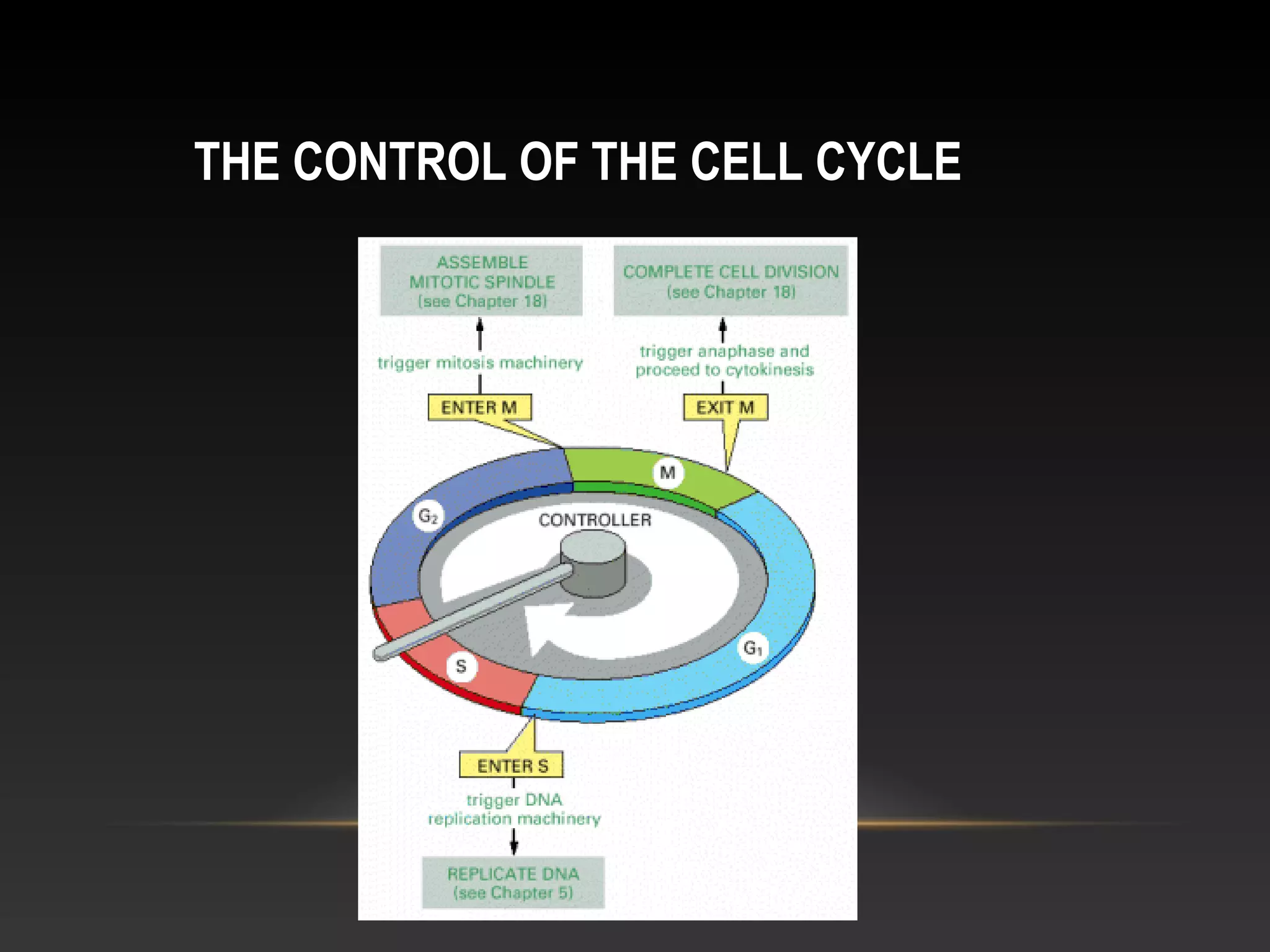 Cell Cycle and Control | PPT
