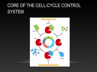 Cell Cycle and Control | PPT