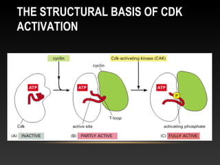 Cell Cycle and Control | PPT