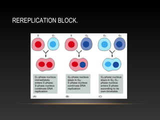 Cell Cycle and Control | PPT