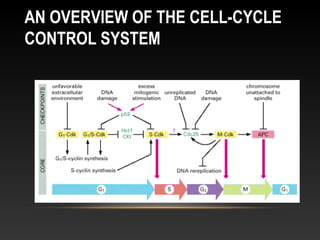 Cell Cycle and Control | PPT