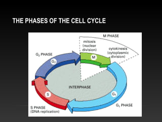 Cell Cycle and Control | PPT