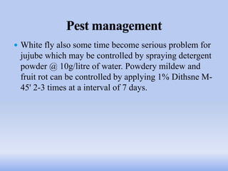 Jujube | PPTX | Agriculture | Industries