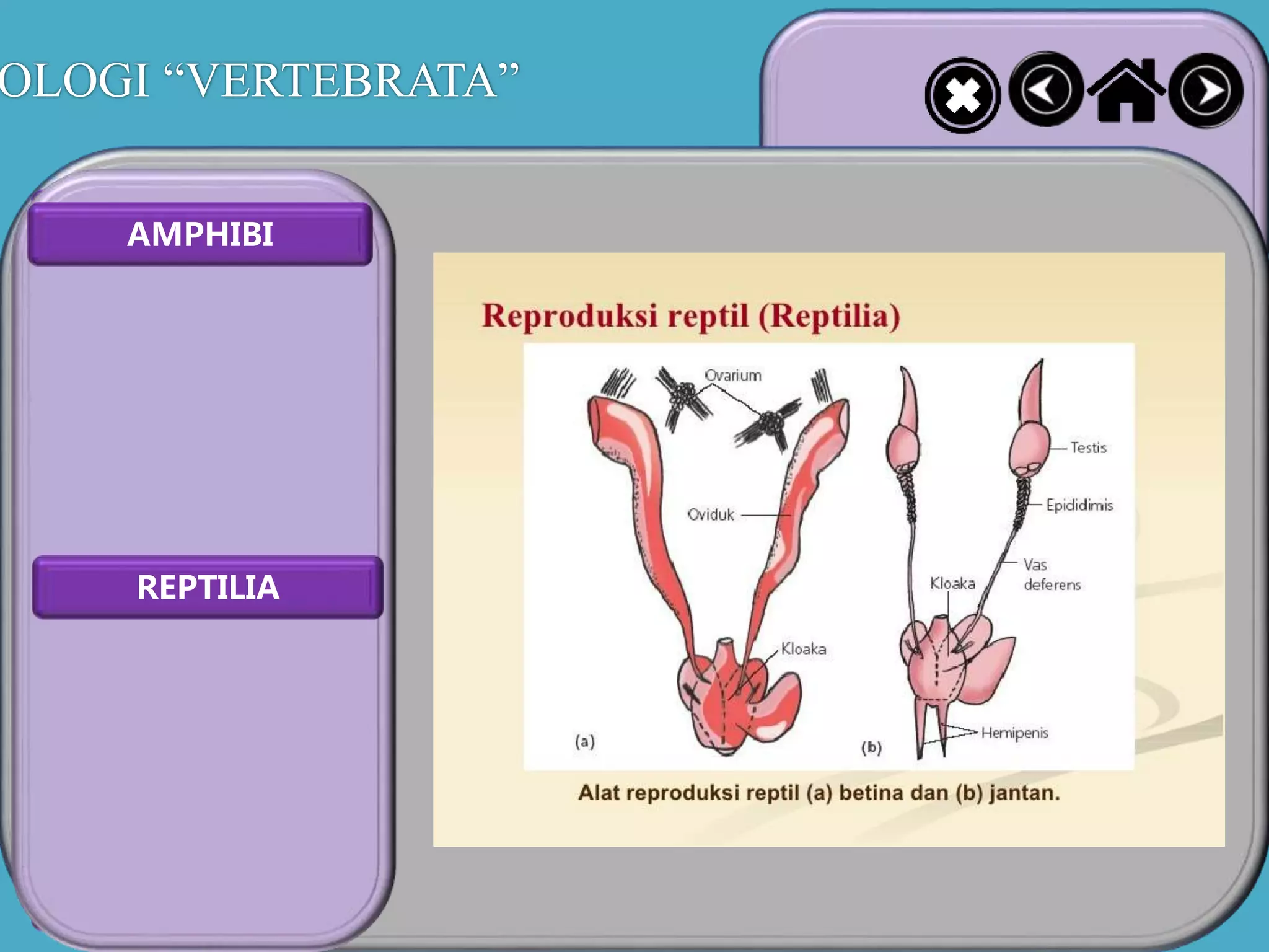 Amphibi dan Reptilia | PPTX