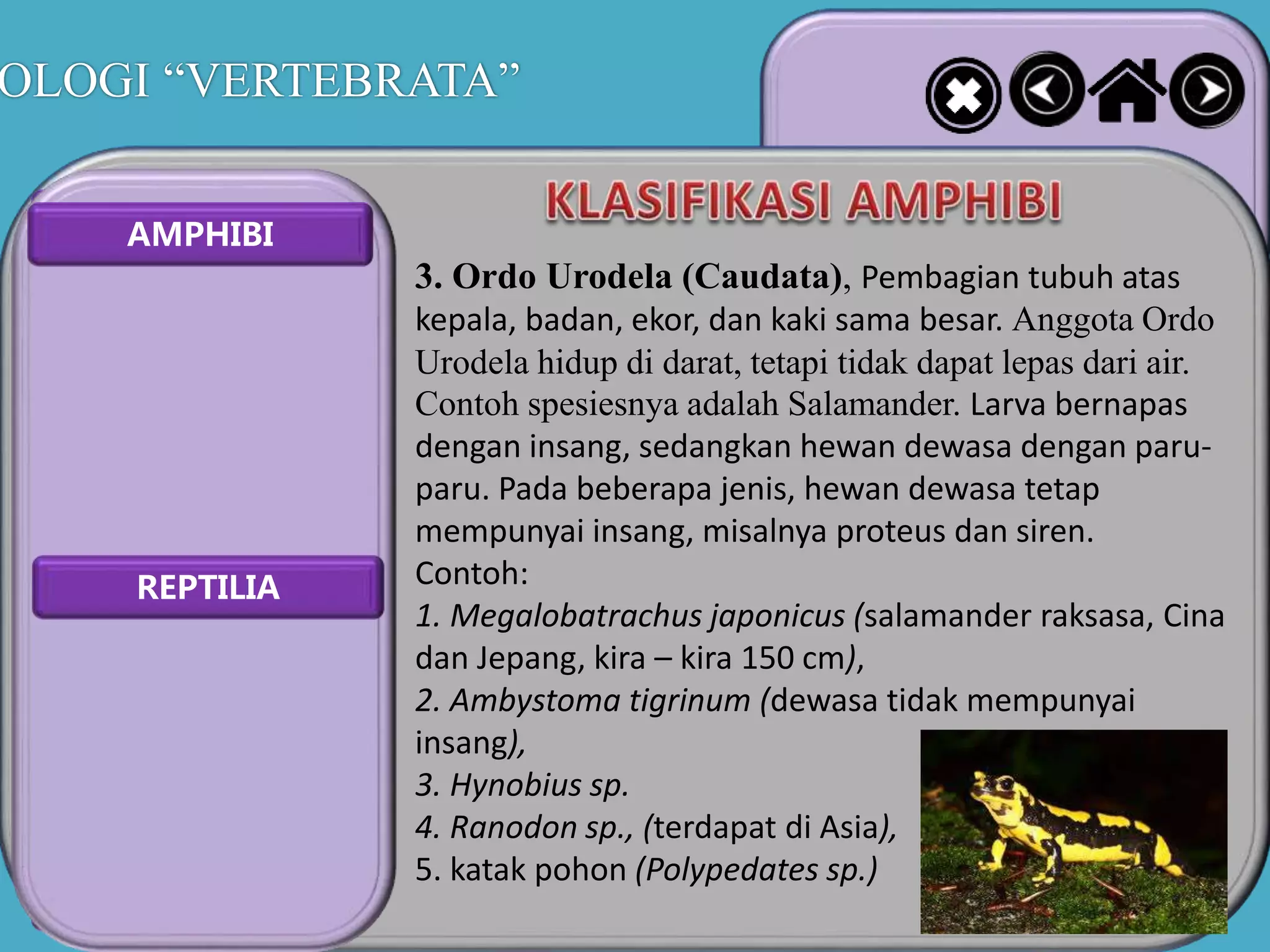 Amphibi dan Reptilia | PPTX