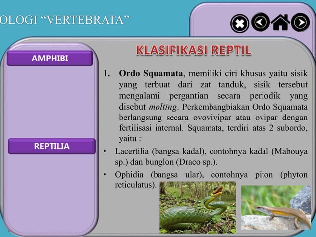 Amphibi dan Reptilia | PPT