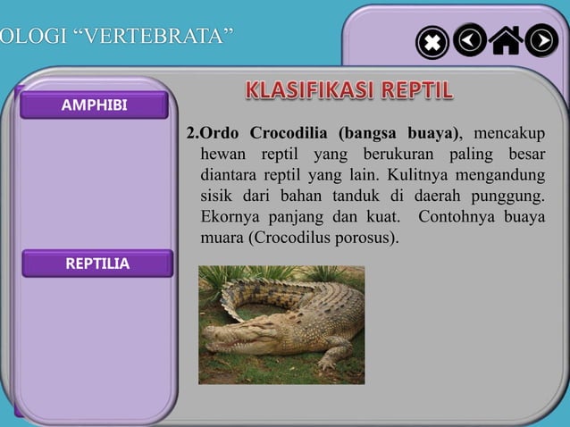 Amphibi dan Reptilia | PPT