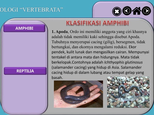 Amphibi dan Reptilia | PPT