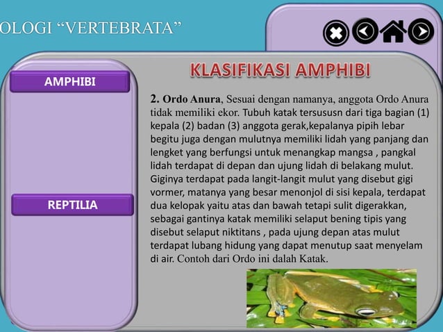 Amphibi dan Reptilia | PPT