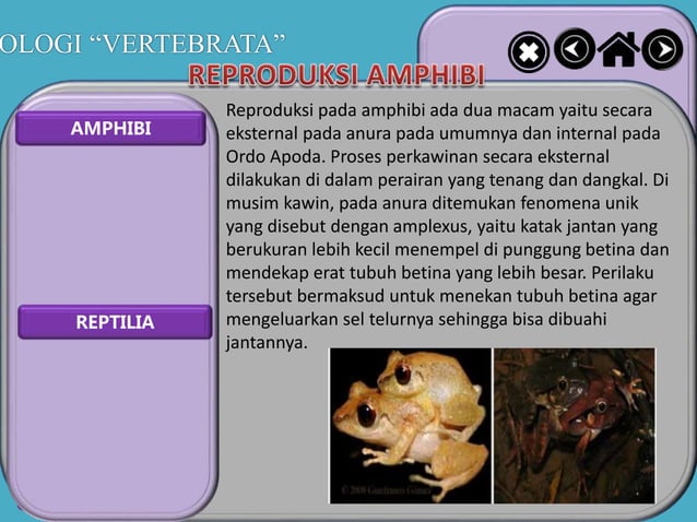 Amphibi dan Reptilia | PPT