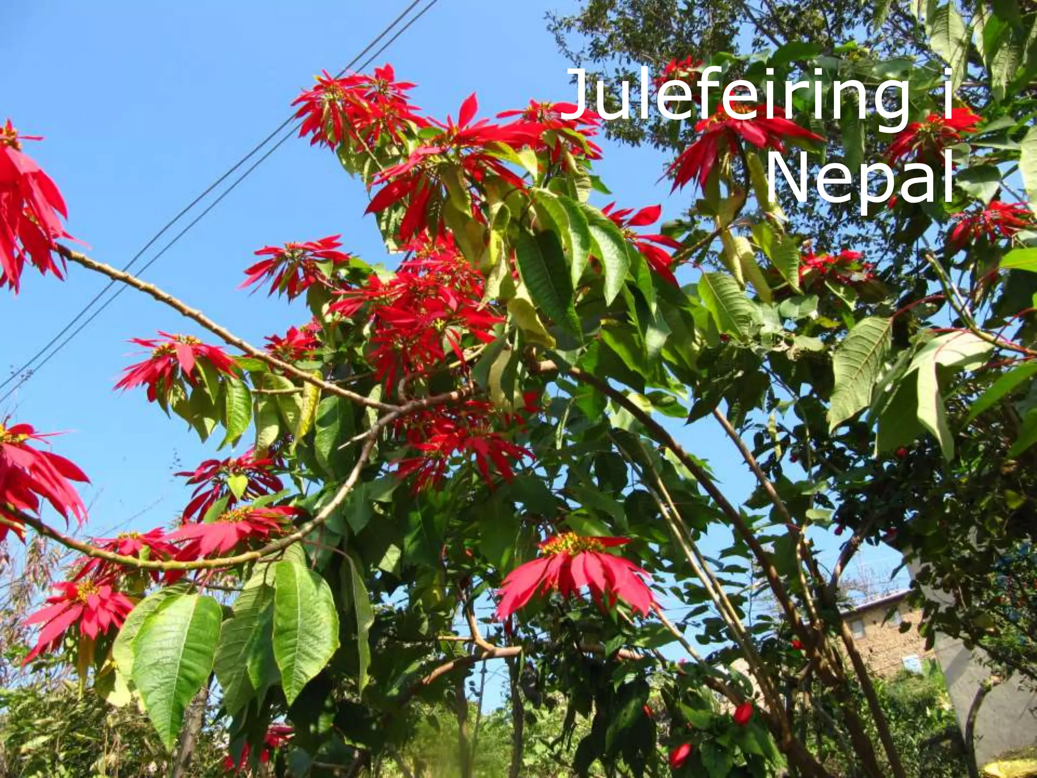 Julefeiring i nepal | PPT