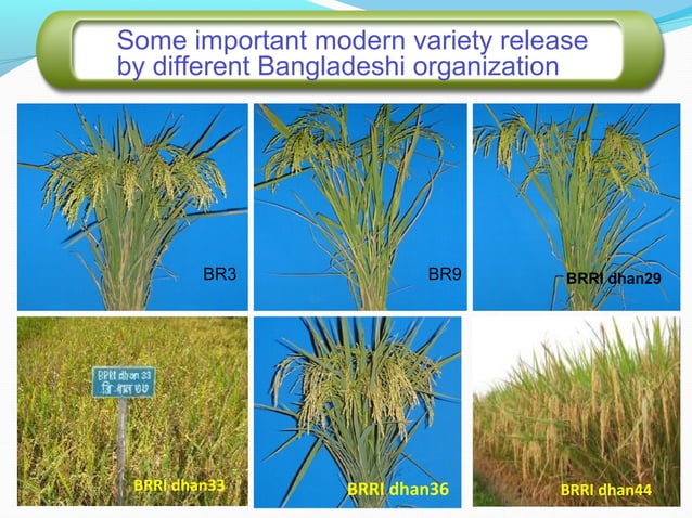 Modern Rice Varities in Bangladesh | PPT | Agriculture | Industries