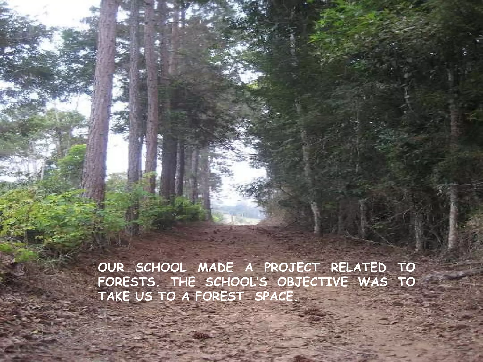 Julia and aurora | PPT